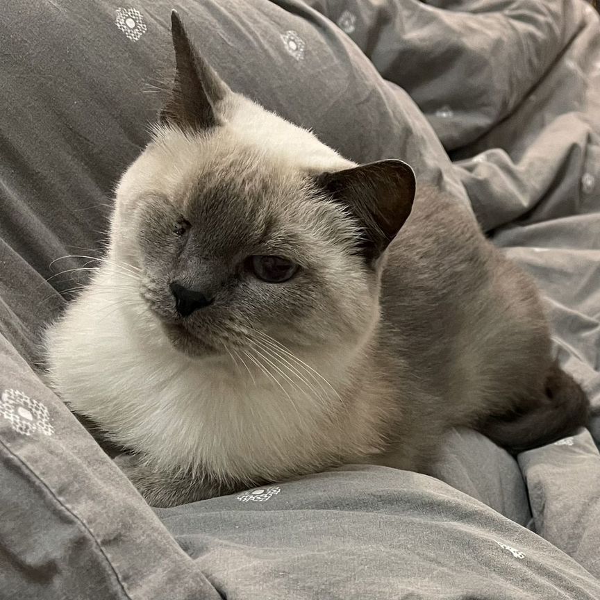 Кошка в дар