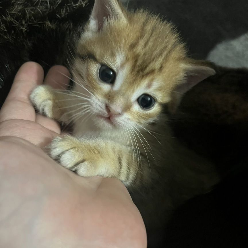 Котёнок в добрые руки