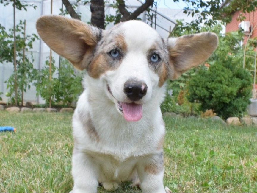 Голубоглазая пастушка