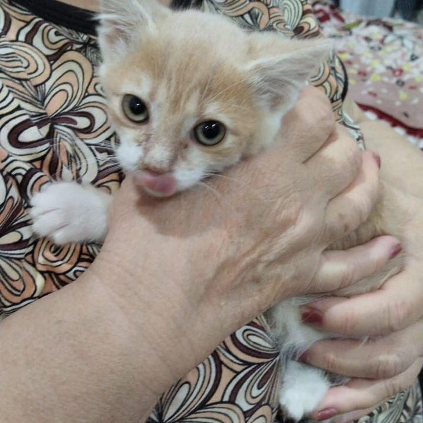 Котенок 2 месяца