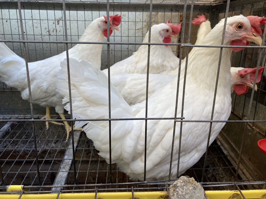 Куры несушки декалб