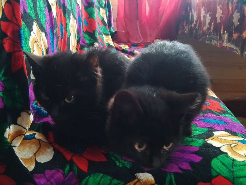 Котята крысоловы