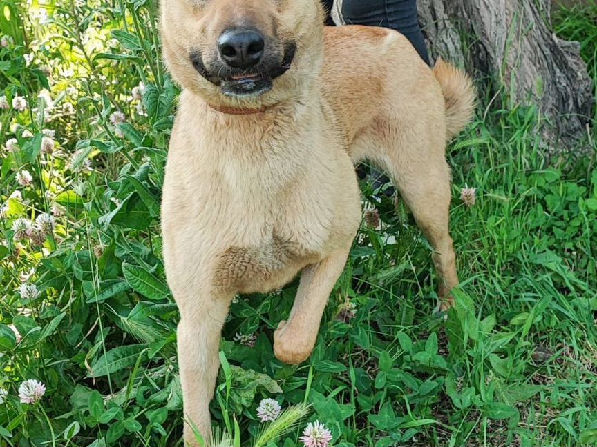 Собака. Рада Кисловодск.Ищем ручки