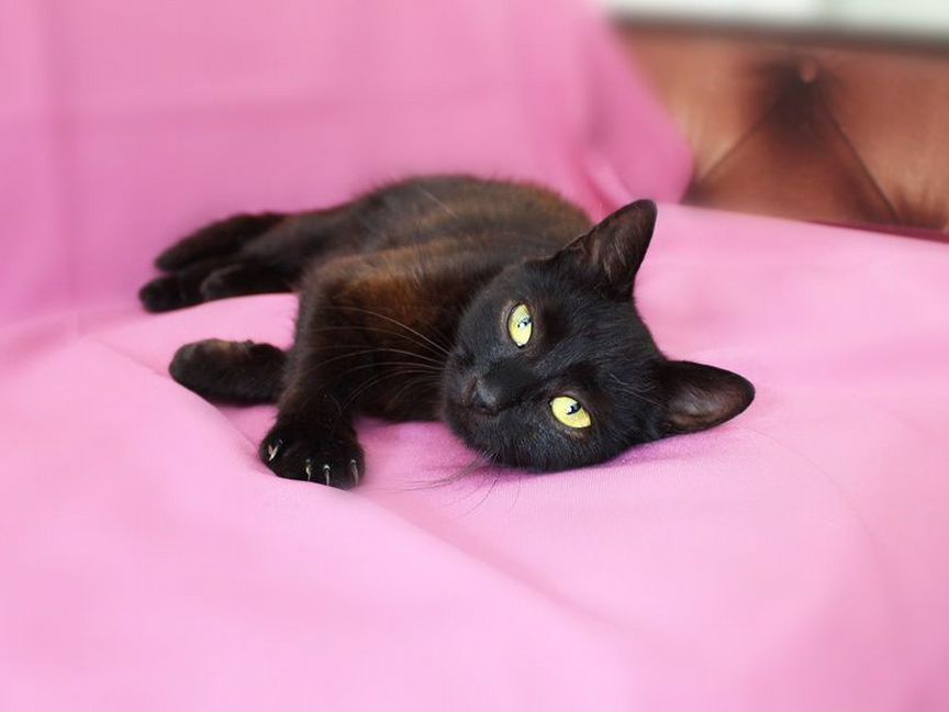 Кошечка Багира в хорошую семью бесплатно