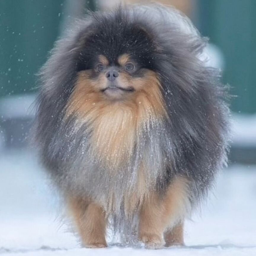 Померанский шпиц, взрослый пёс