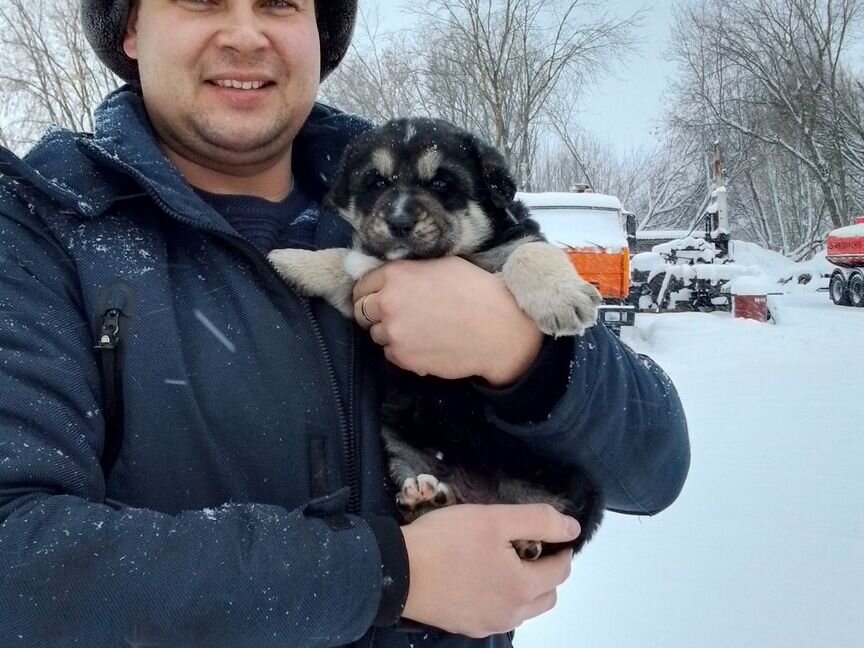 Щенки от Алабая