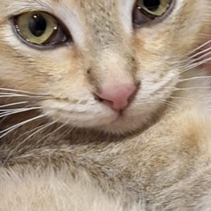 Отдам бесплатно котёнка,мальчик 3 месяца