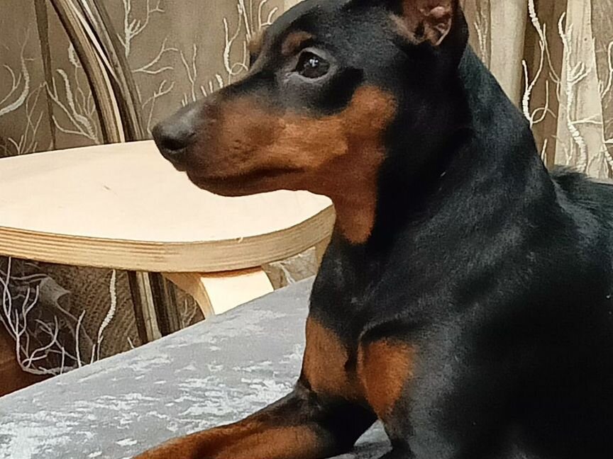 Щенки цвергпинчера мини доберман