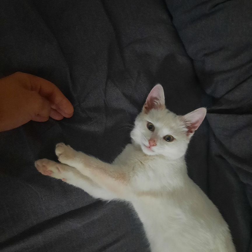 Отдам котёнка