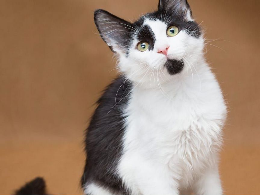 Котенок Мотя из приюта