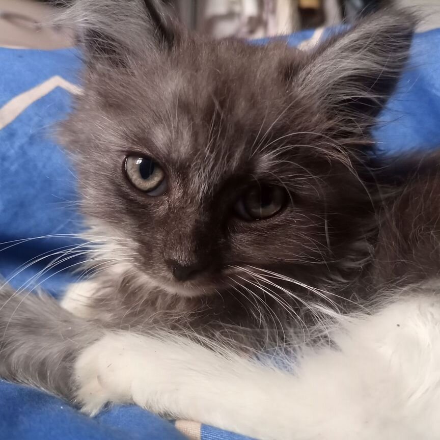 Одам двух котят