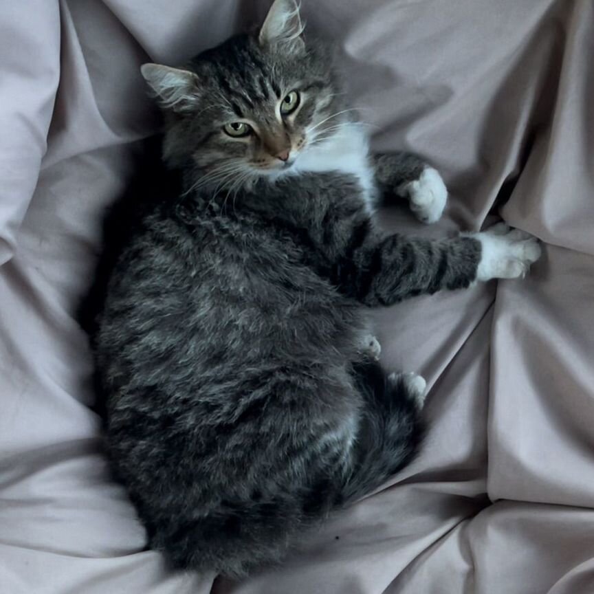 Молодой котик Кузя ищет дом
