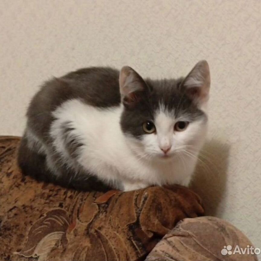 Котенок ищет дом