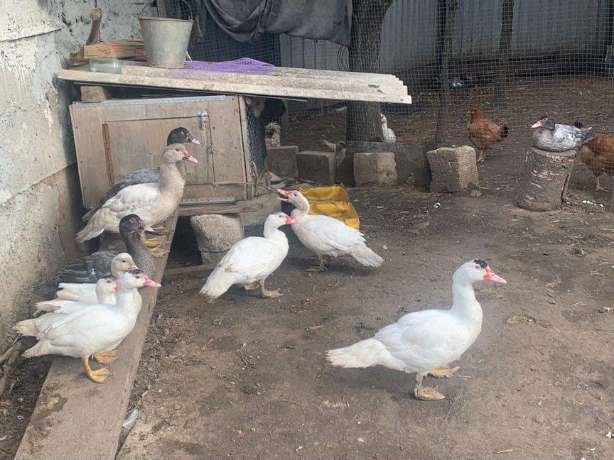 Мускусные утки