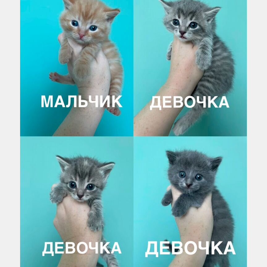 Котята в добрые руки