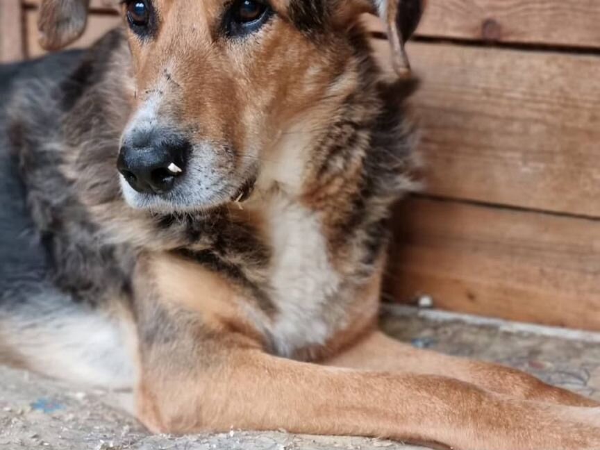 Собака, которая не хочет жить