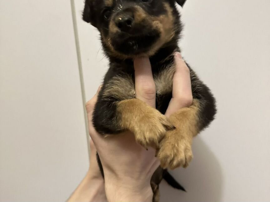 Щенки ротвейлера