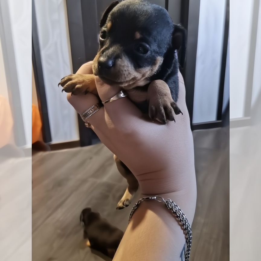 Русский той-терьер, щенок