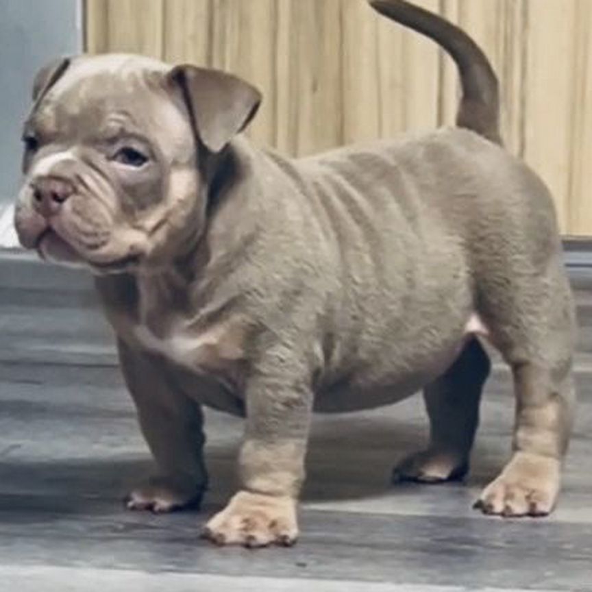 Американский булли, щенок