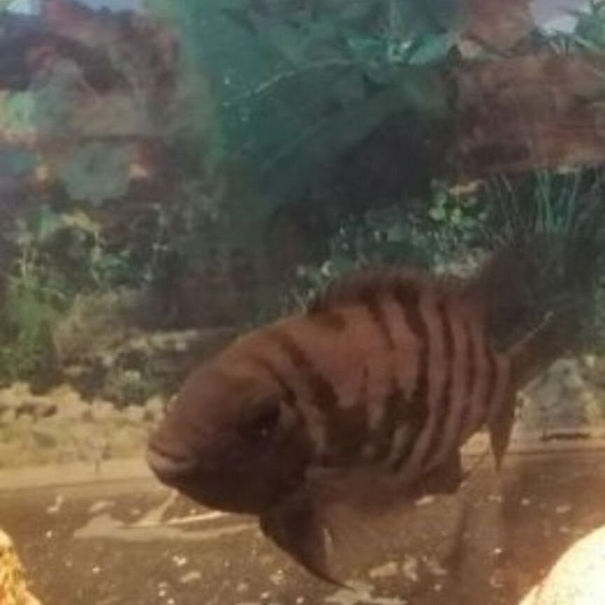 Отдам в добрые руки