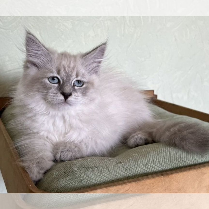 Невская маскарадная малышка