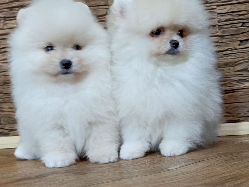 Шпицы. Мишутки