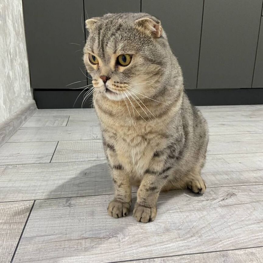 Шотландский вислоухий кот бесплатно
