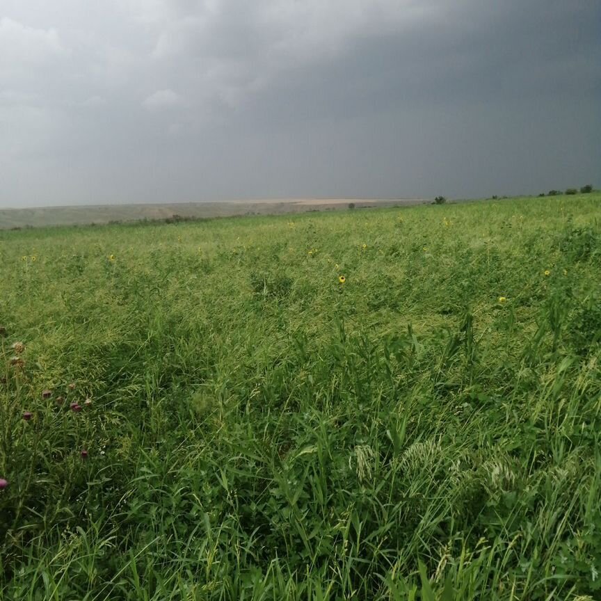 Сено суданка