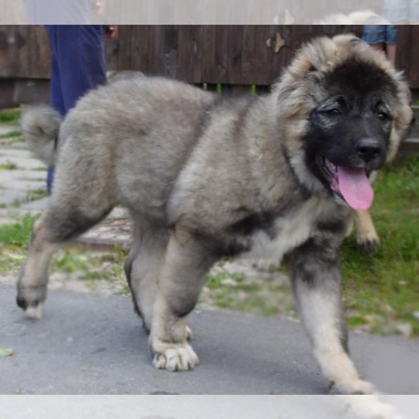 Кавказская овчарка, щенок