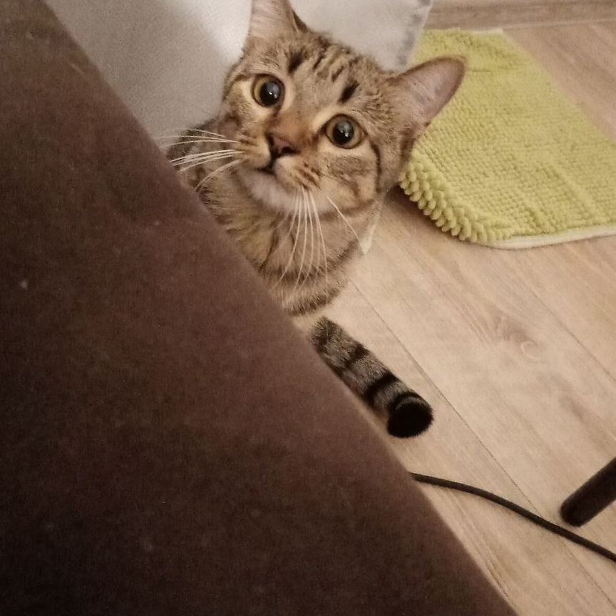 Котенок в добрые руки