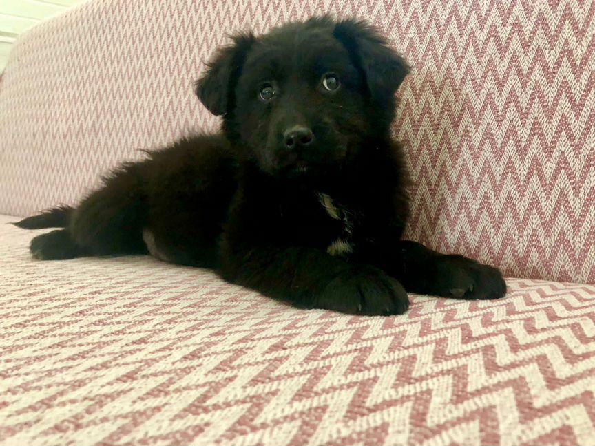 Щенок девочка Плюша 3 мес ищет дом