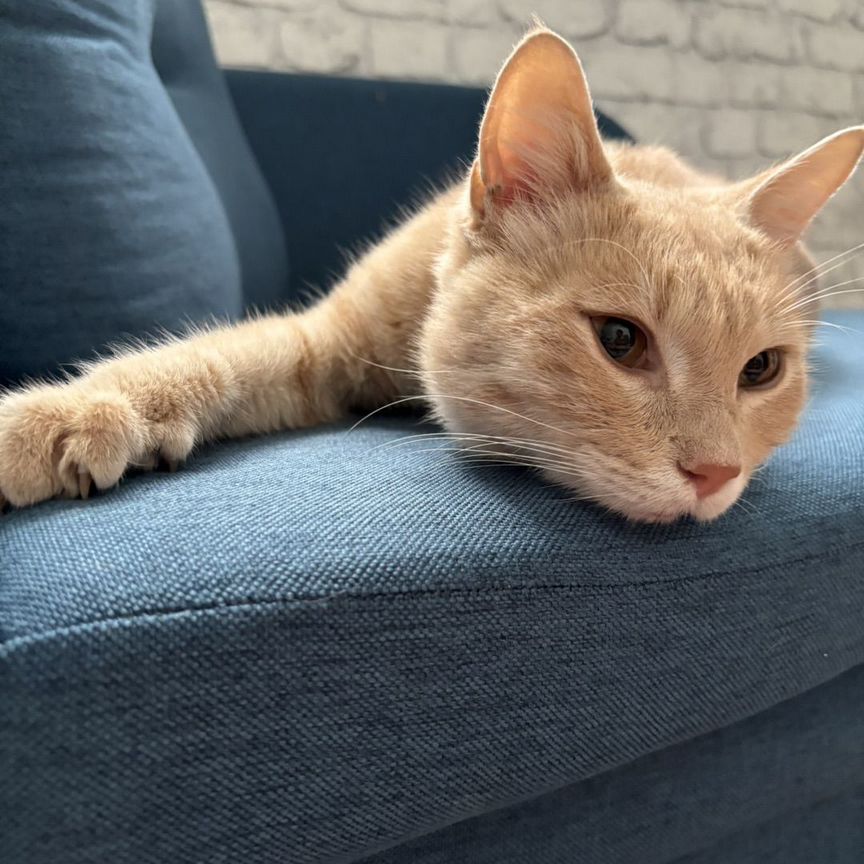 Котенок 10 месяцев в добрые руки