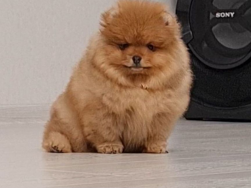 Супер медвежонок с видео