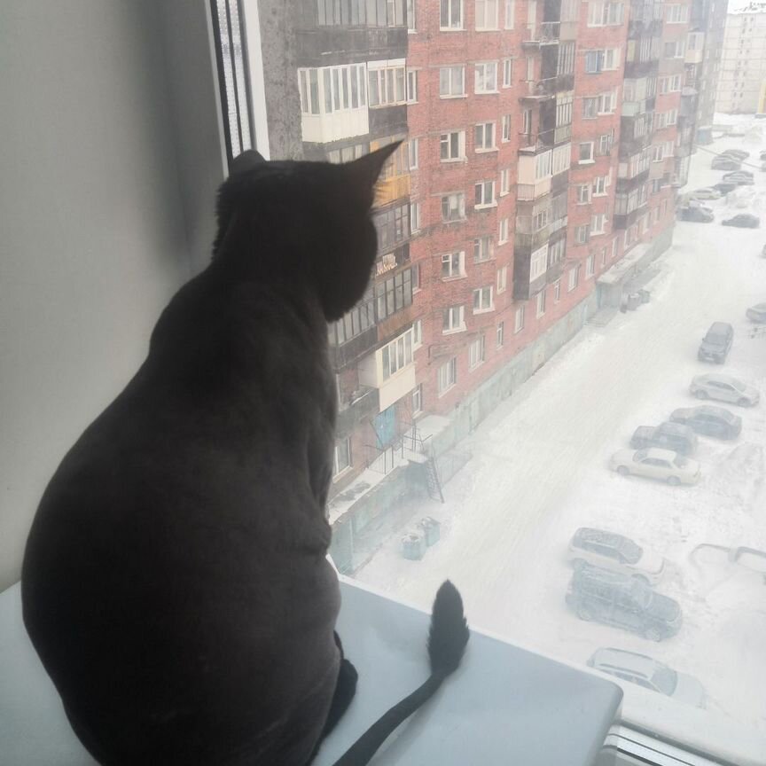 Кот по кличке Хар