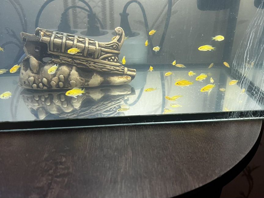 Лабидохромис еллоу