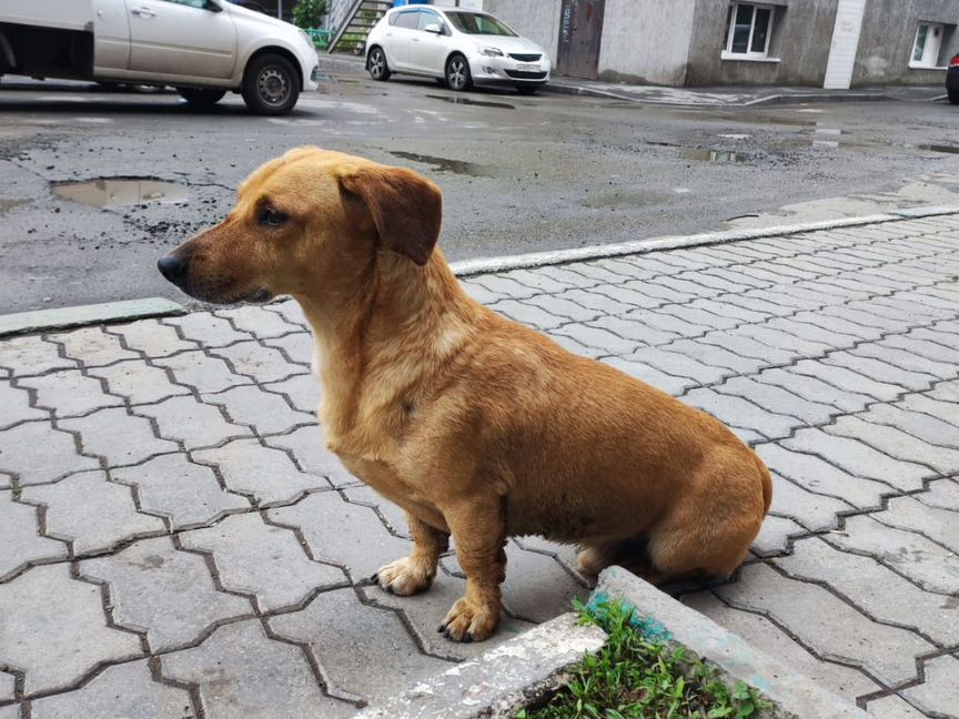 Такса потеряшка