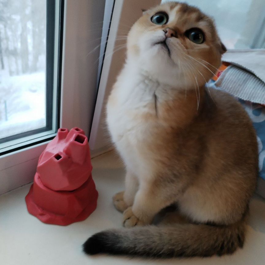 Шотланский вислоухий котенок