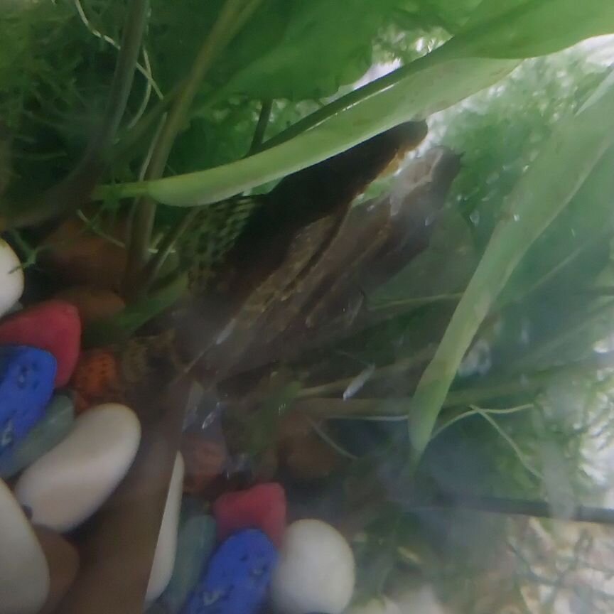 Сом стрекоза