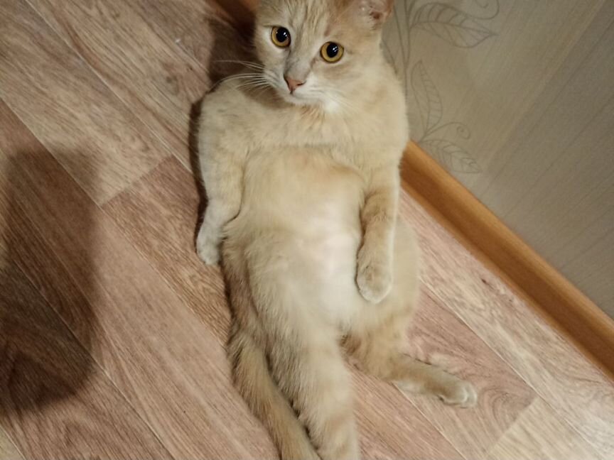 Молодой рыжий котик ищет хозяина и дом