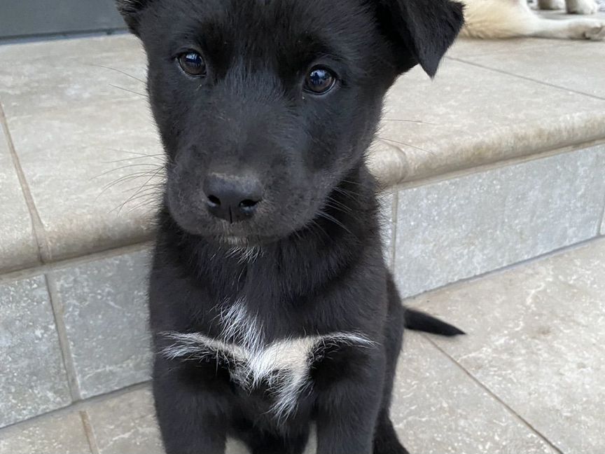 Мама хаски а папа лабрадор все девочки