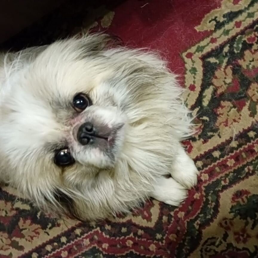 Королевский пекинес