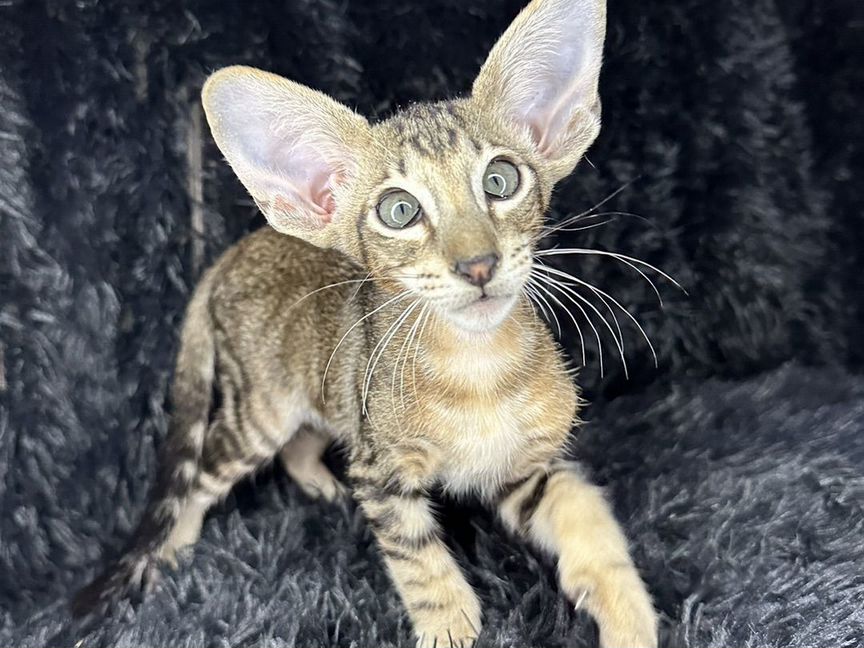 Ориентальный кот