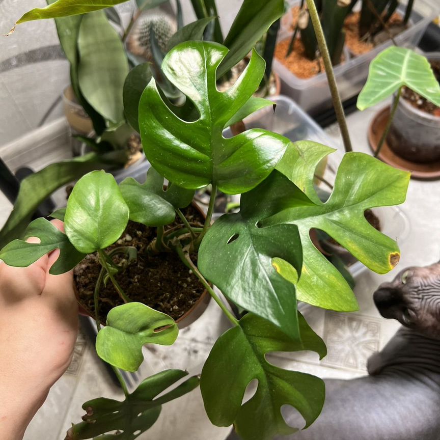 Рафидофора тетрасперма