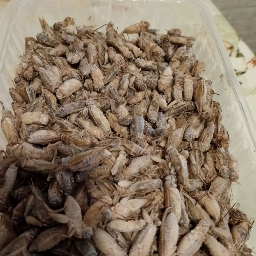Сверчки замороженные
