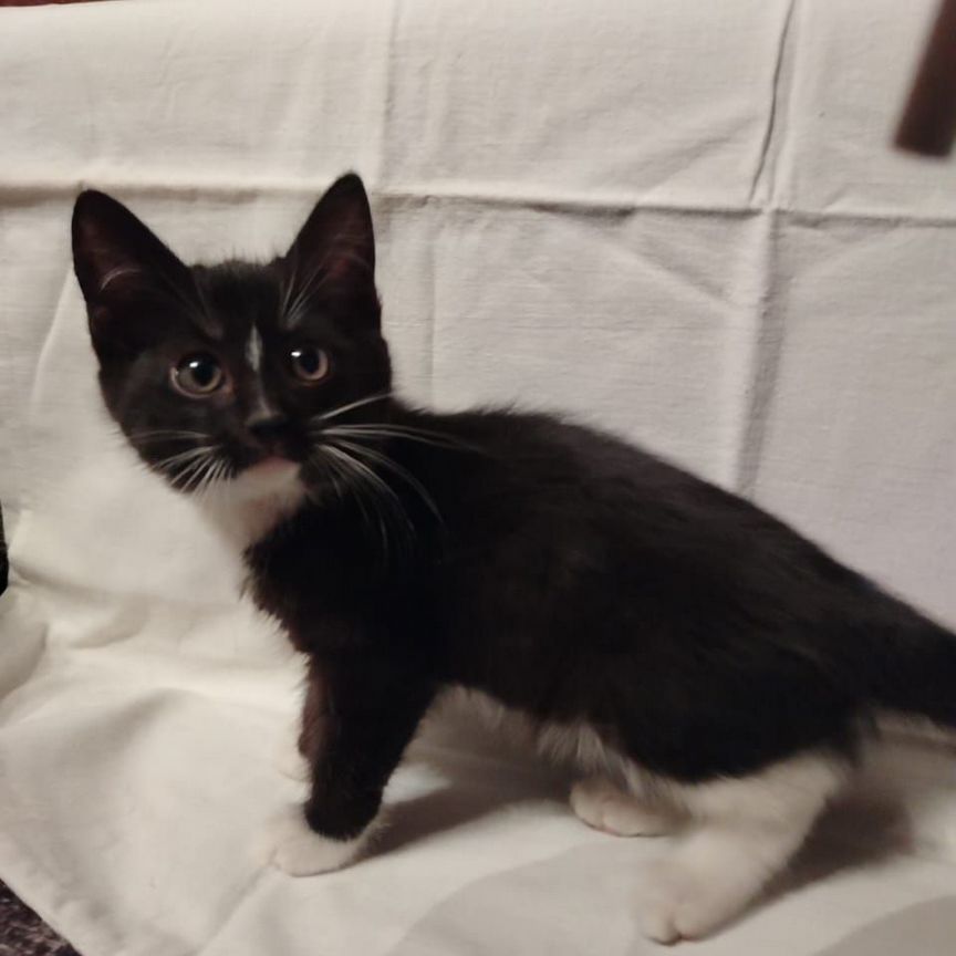 Котенок мальчик