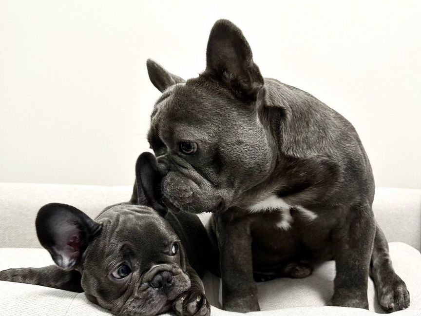 Французский бульдог вязка и щенки