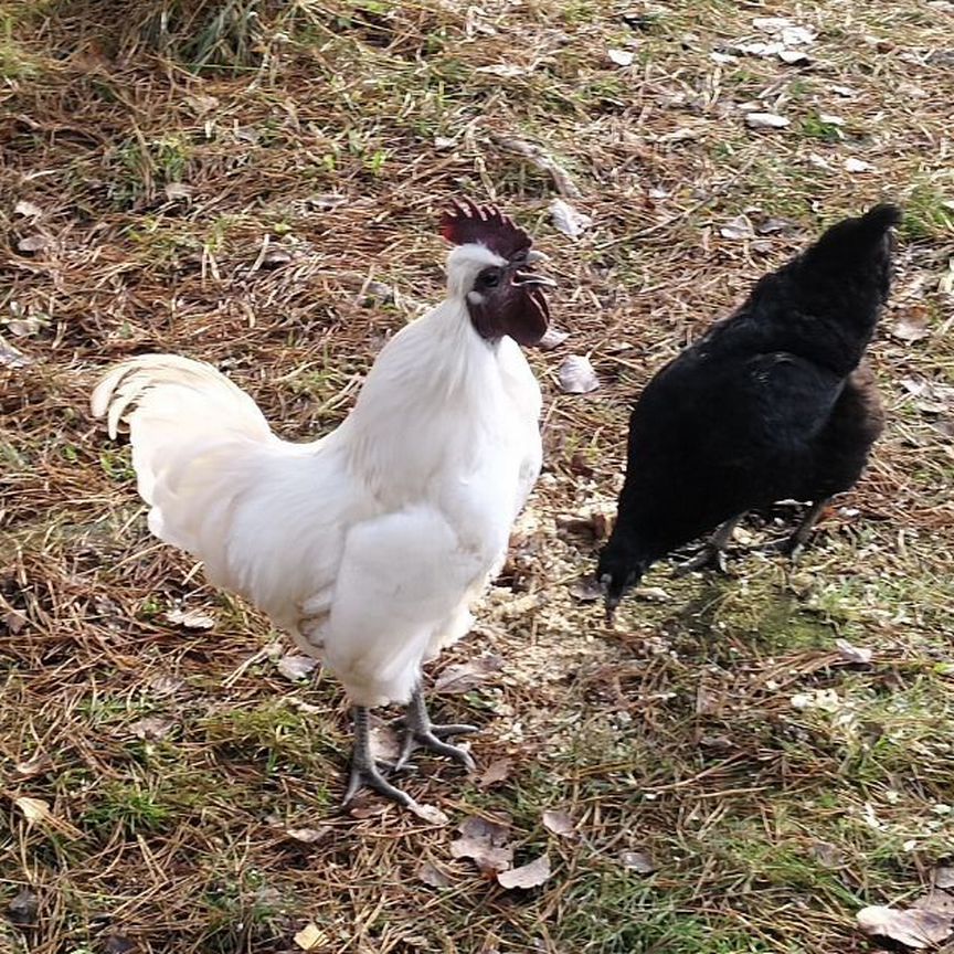 Черные куры ухейилюй и петух лакеданзи-белый ухей