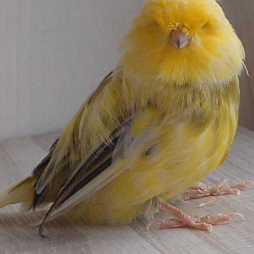 Кенар крестбред