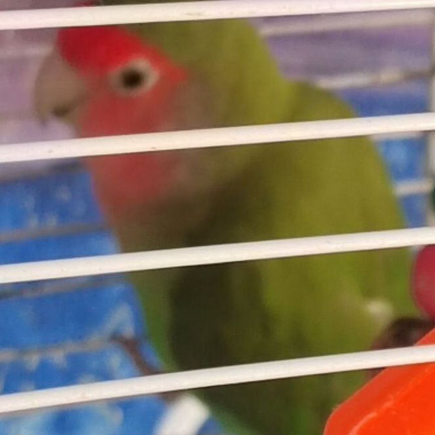 Попугай неразлучники с клеткой