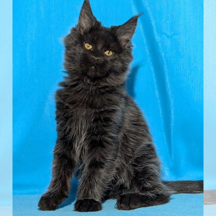 Мейн-кун котёнок